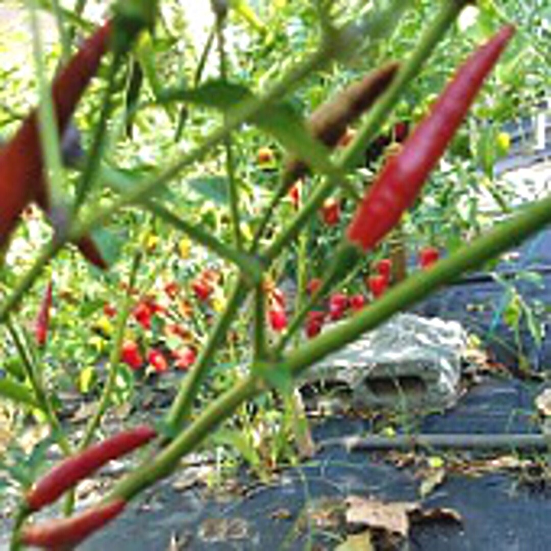 Chile De Arbol De Baja California Hot Peppers Seeds - Etsy