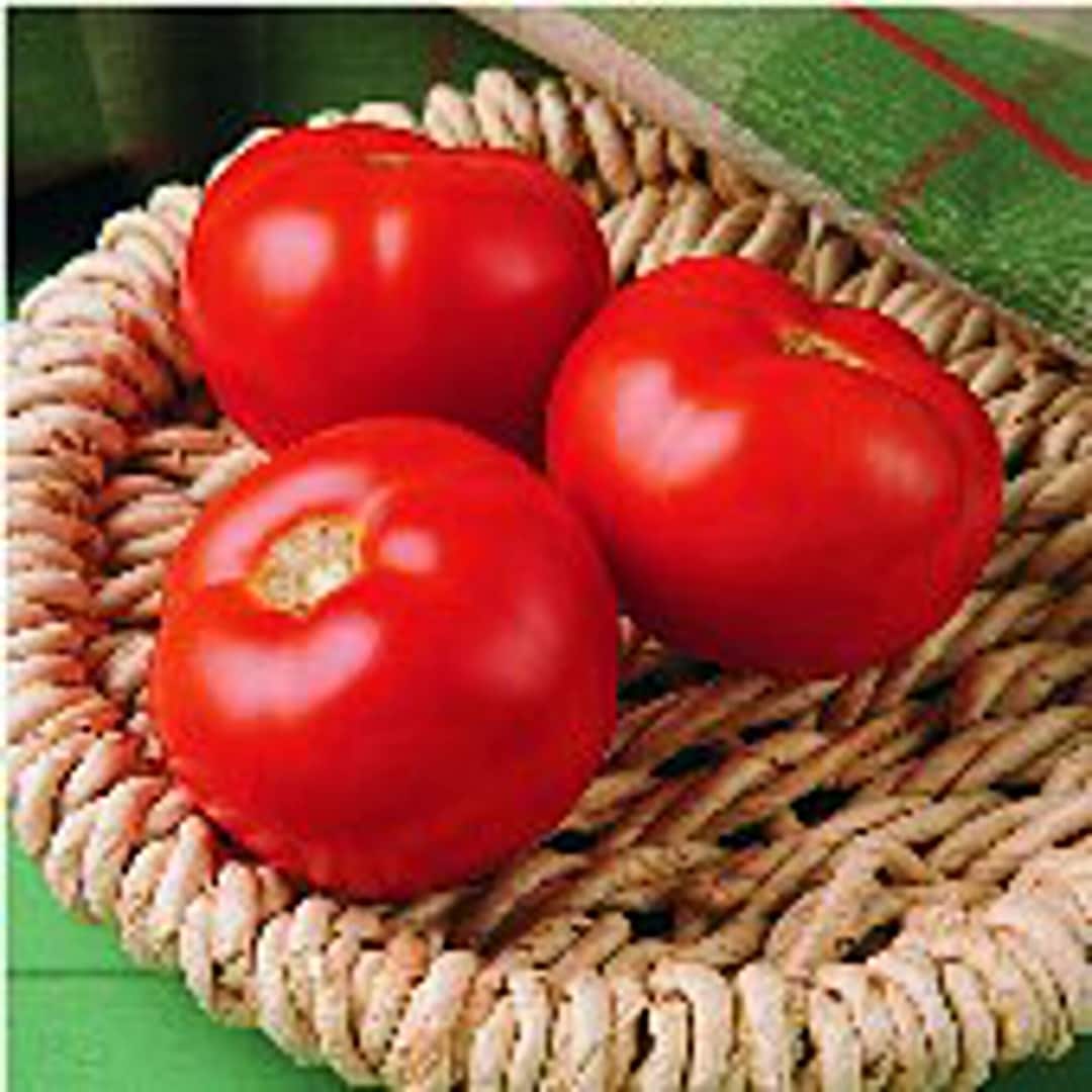Florida 91 Tomato Seeds - Etsy
