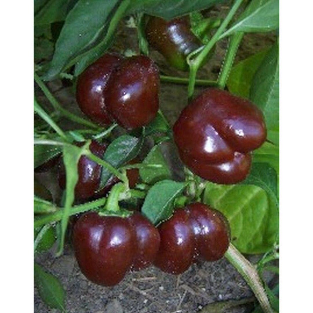 Miniature Chocolate Sweet Bell Pepper Seeds - Etsy