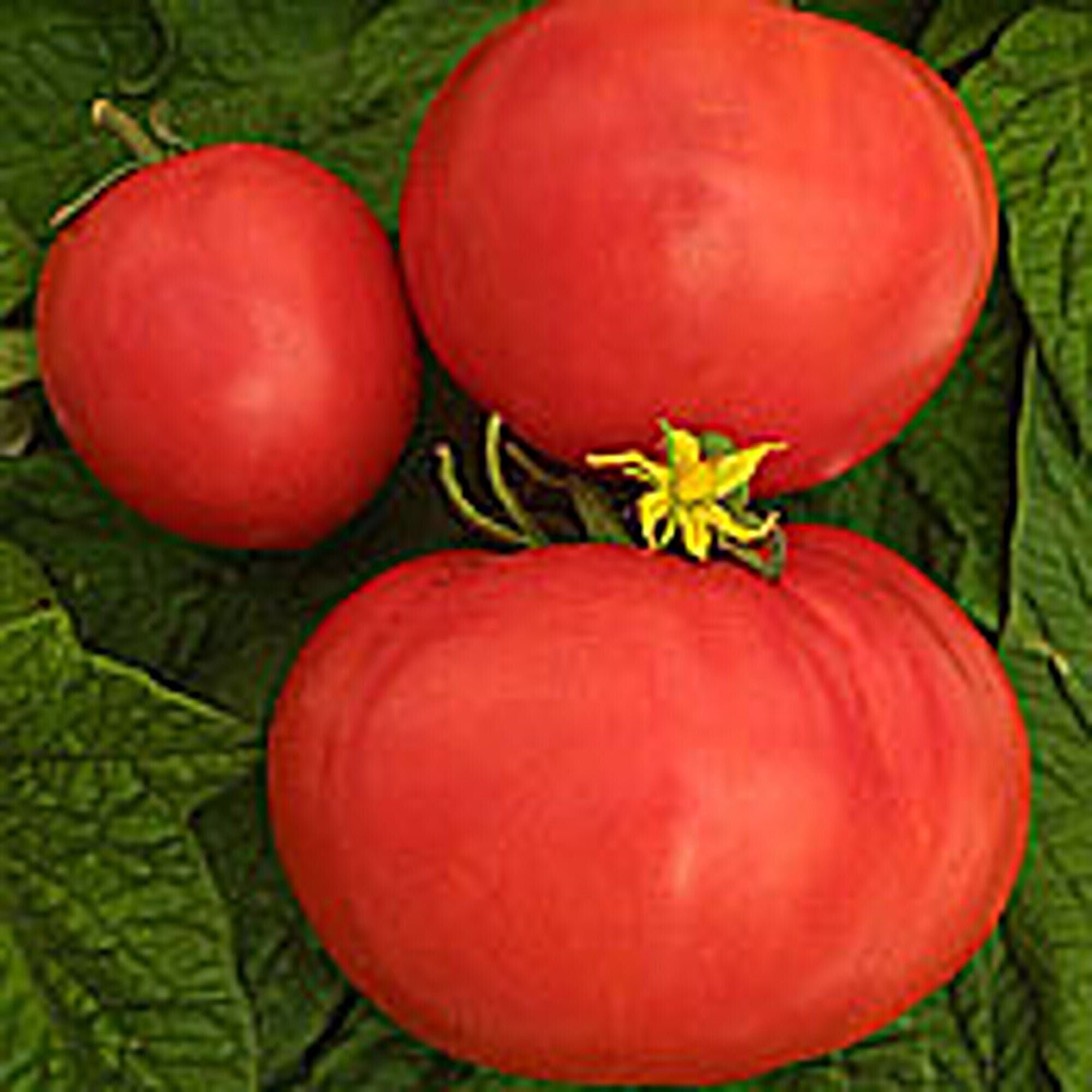 Three Sisters Tomato Seeds - Etsy