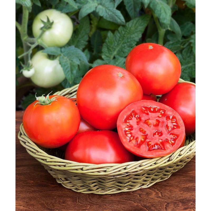 Goliath Tomatoes - Etsy