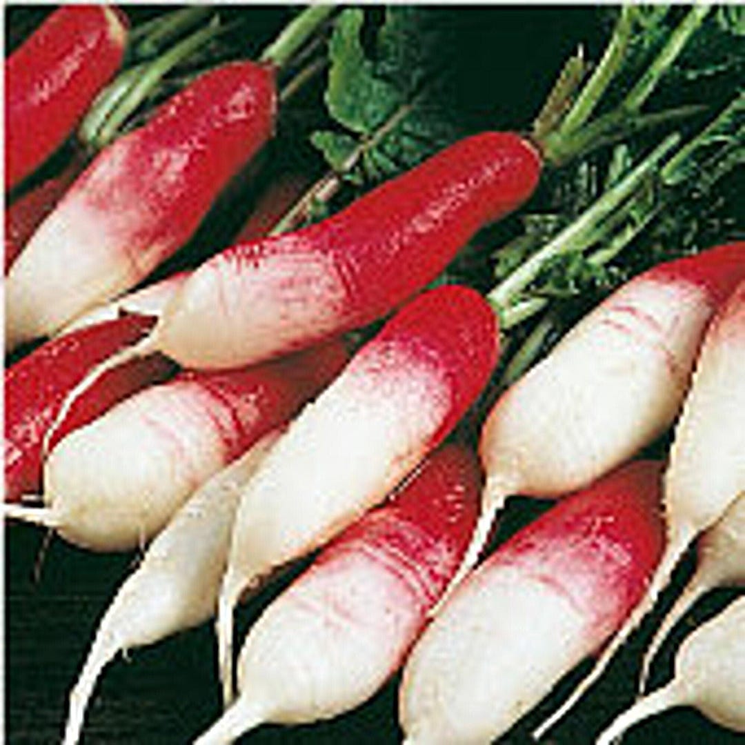 French Breakfast Radishes Seeds - Etsy