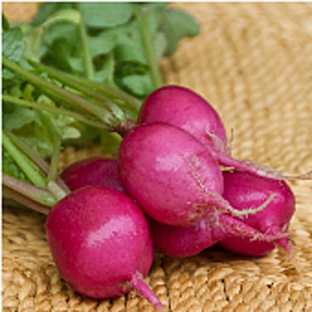 Lady Slipper Radishes Seeds - Etsy