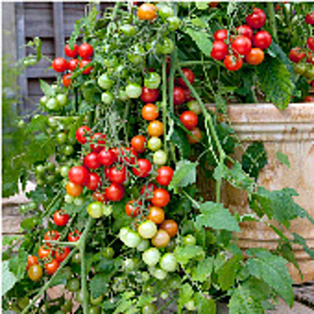 Lizzano Tomato Seeds - Etsy