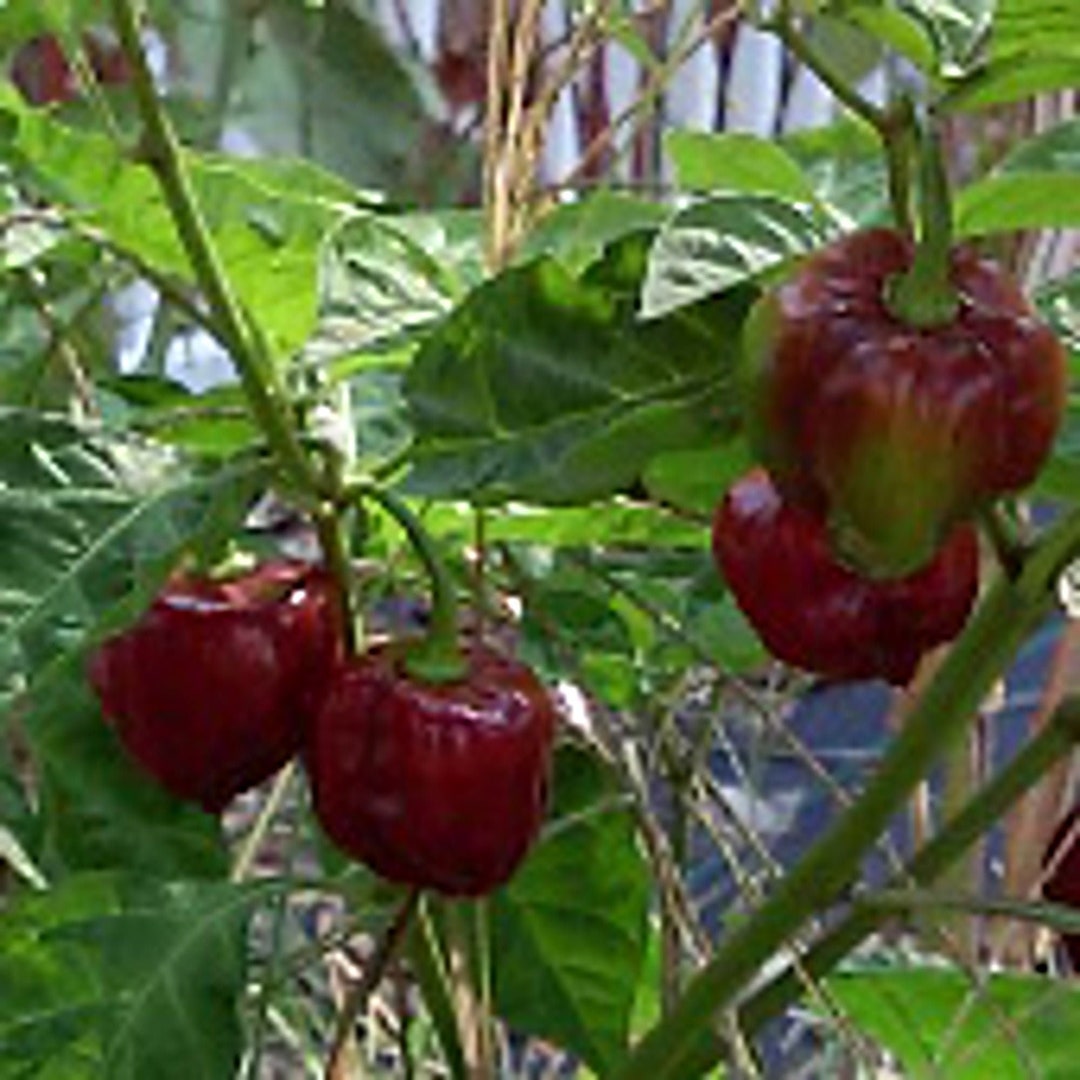 Scotch Bonnet Hot Peppers (chocolate) Seeds - Etsy