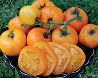Moonglow Tomato Seeds - Etsy