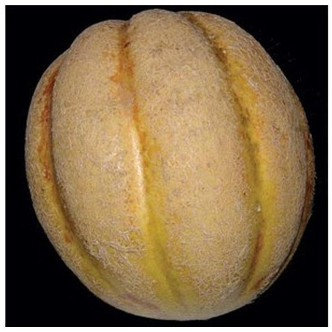 Delicious 51 Melon Seeds - Etsy