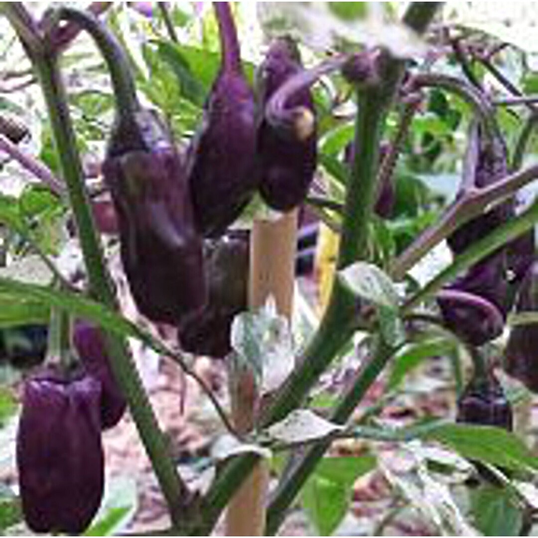 Purple Tiger Hot Peppers Seeds - Etsy