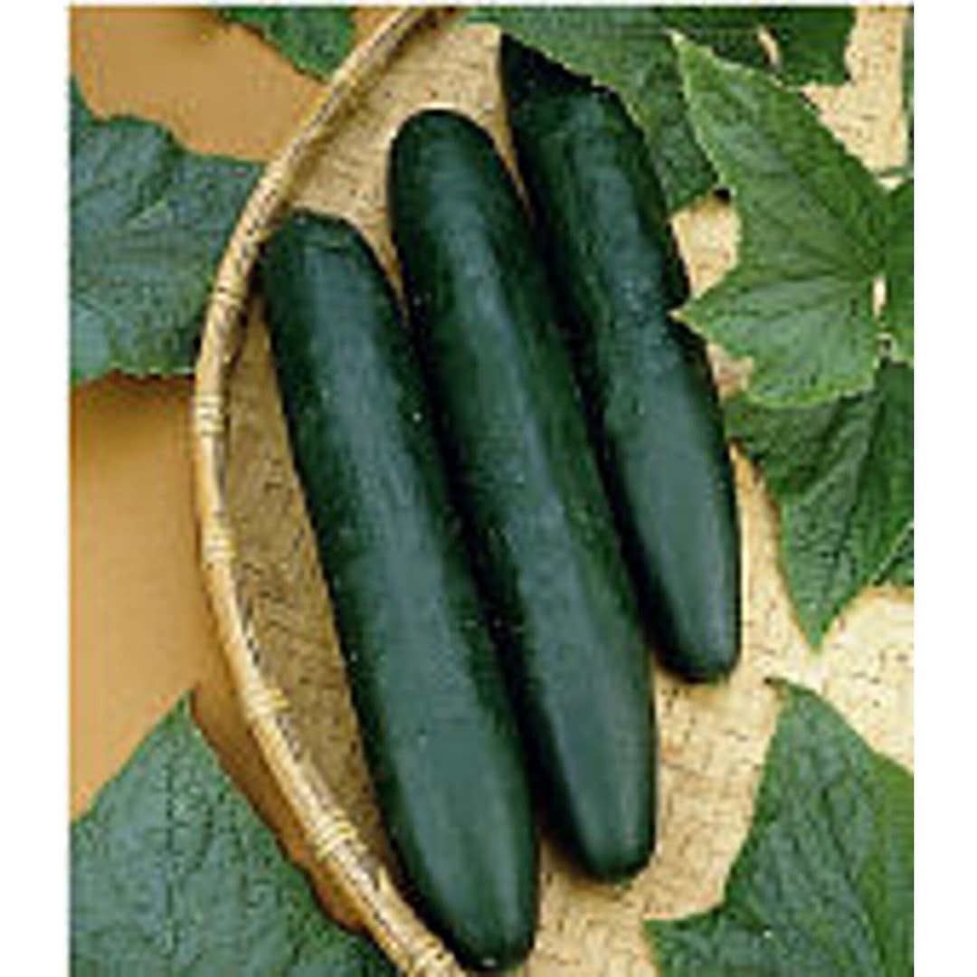 Sweet Success Cucumbers Seeds - Etsy