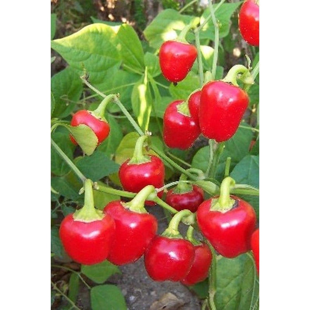 Miniature Red Sweet Bell Pepper Seeds - Etsy