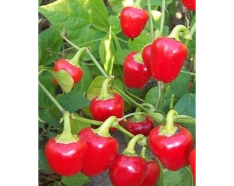 20 Organic Red MINI BELL PEPPER Sweet Mild Miniature Capsicum Annuum ...