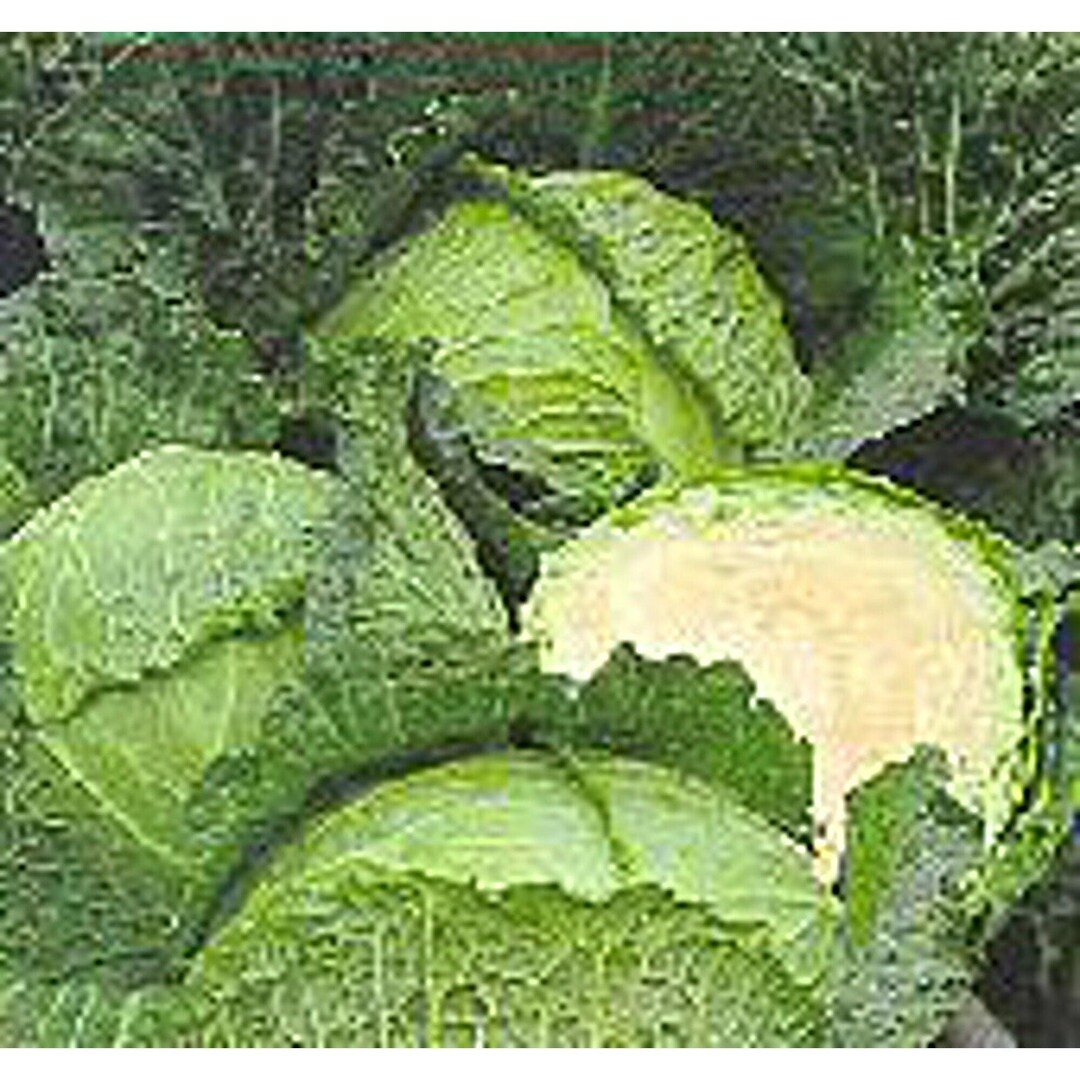 Savoy Perfection Cabbage Seeds - Etsy