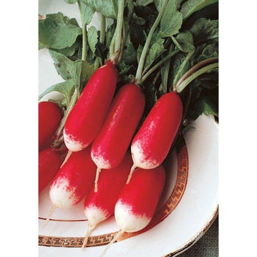 Flamboyant 3 Italian Summer Radish Seeds - Etsy