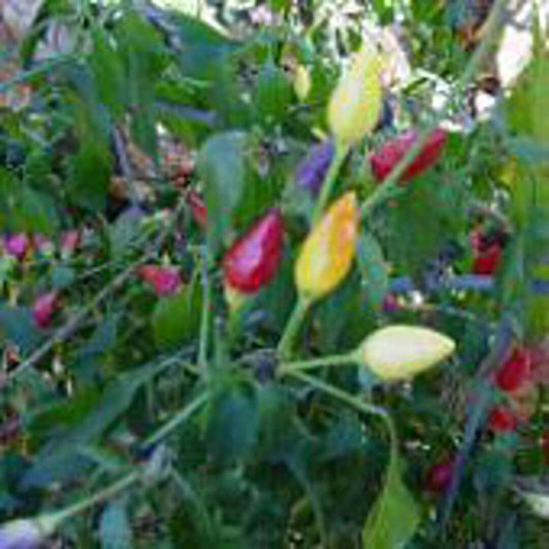 Ordono Hot Peppers Seeds - Etsy