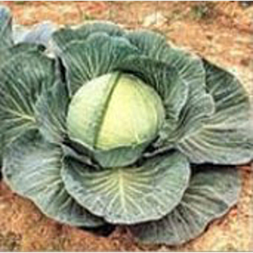 OS Cross Cabbage Seeds - Etsy