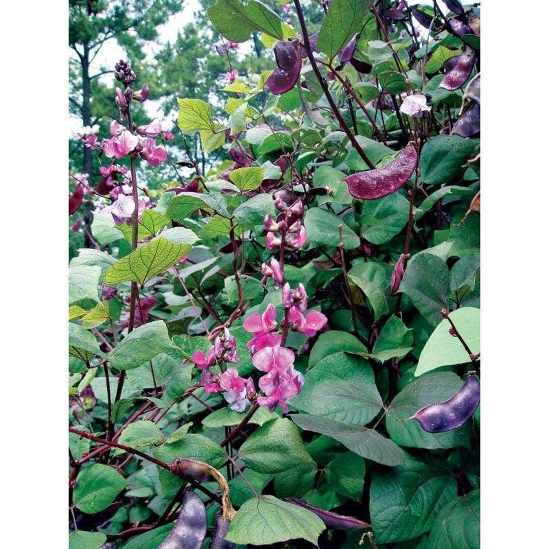 Purple Hyacinth Bean Seeds - Etsy