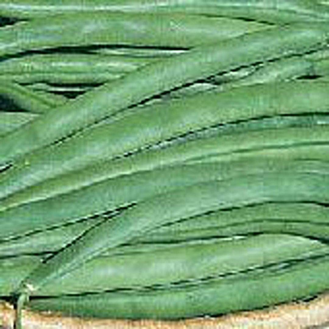 Commodore Improved Bush Beans Seeds - Etsy