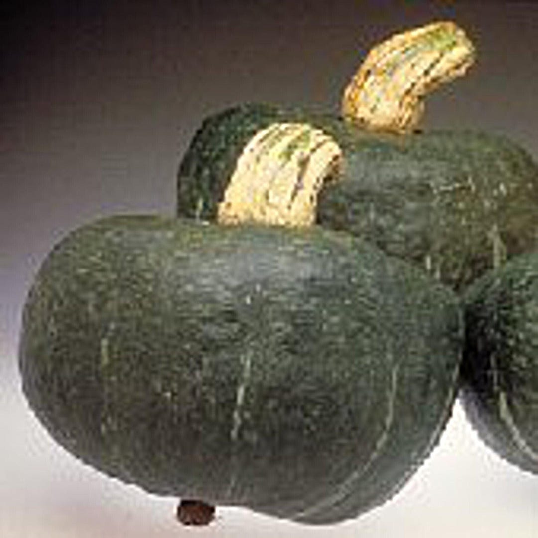 Autumn Cup Squash Seeds - Etsy
