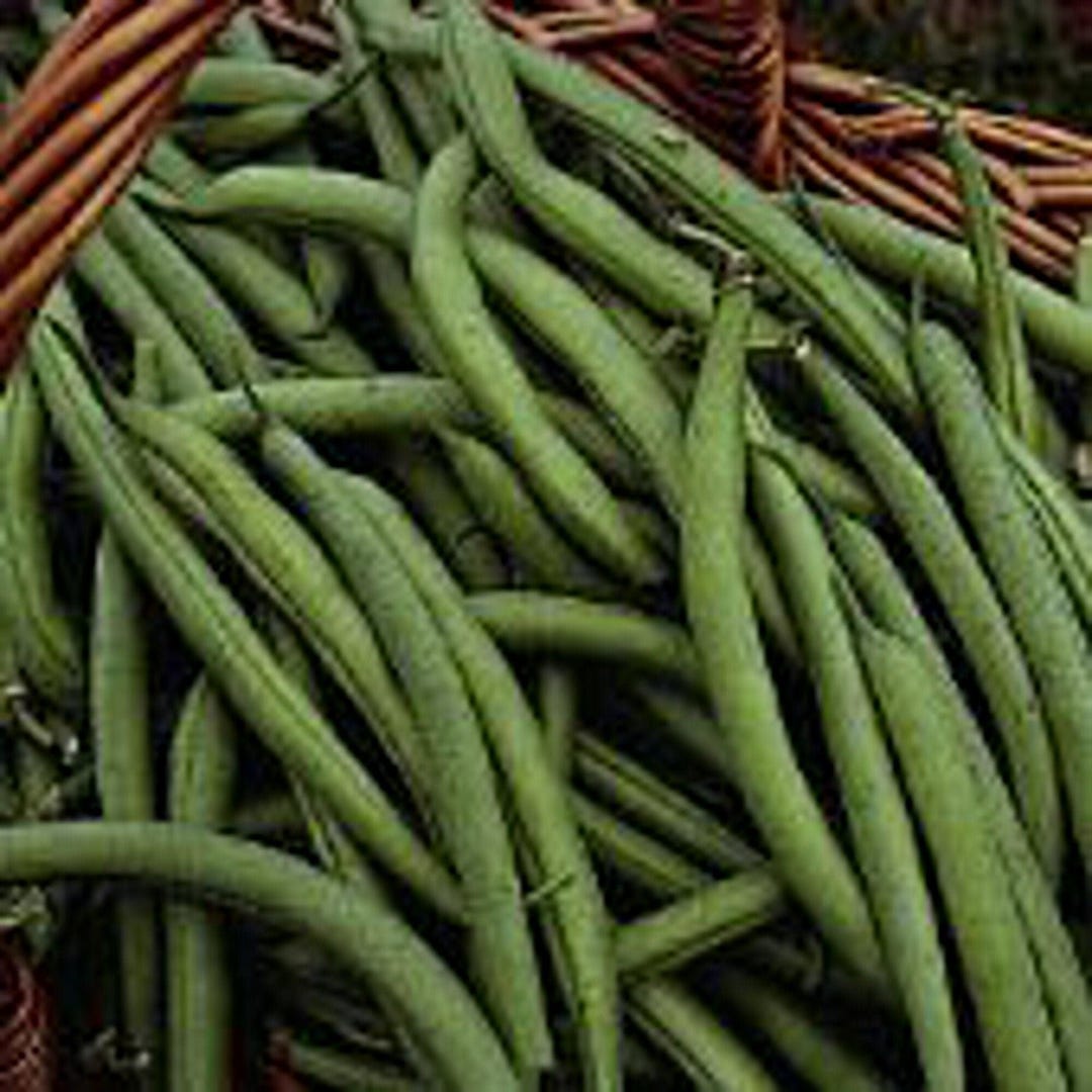 Blue Lake 274 Bush Beans Seeds - Etsy