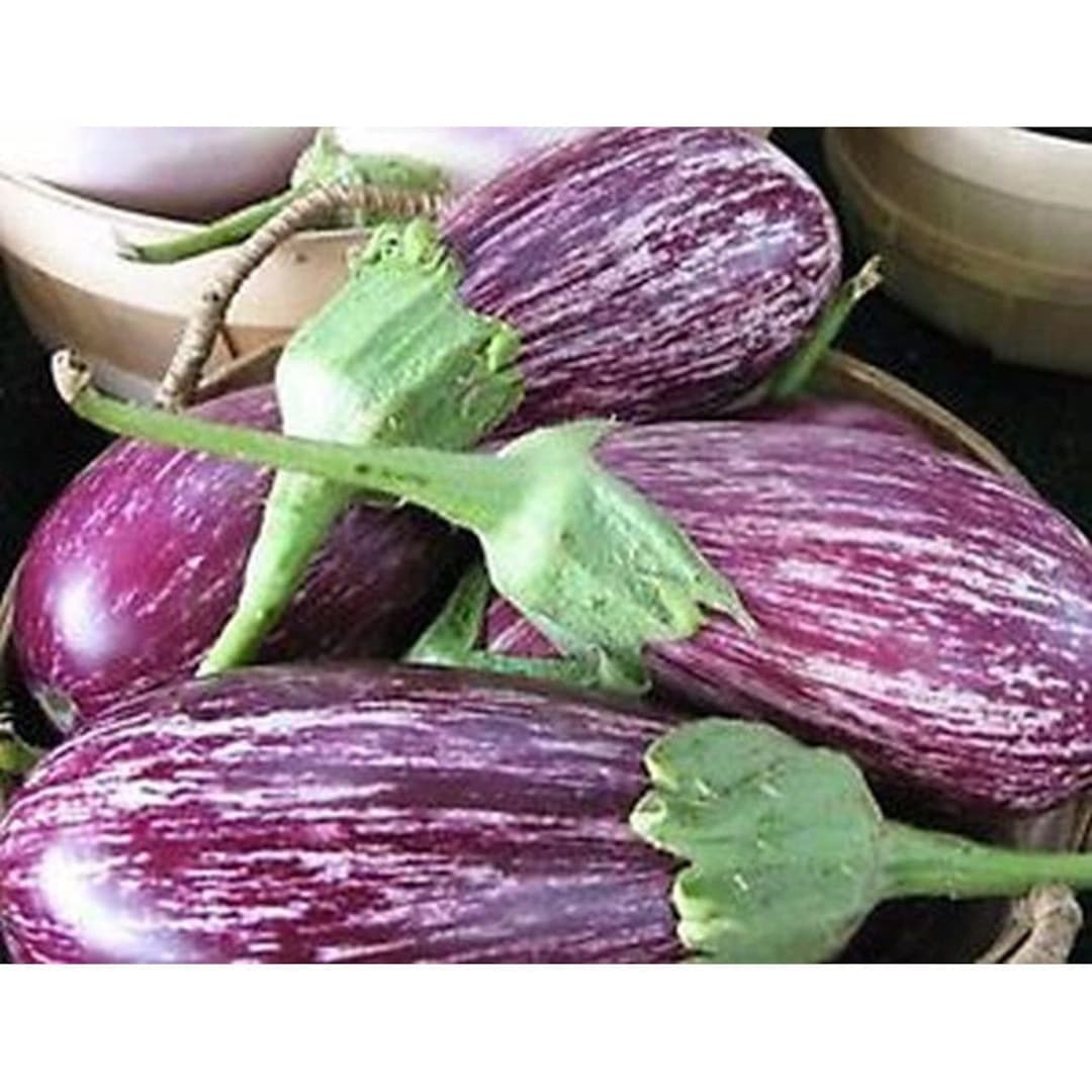 Pandora Rose Striped Eggplant Seeds - Etsy