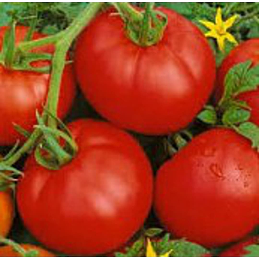 Bonny Best Tomato Seeds - Etsy