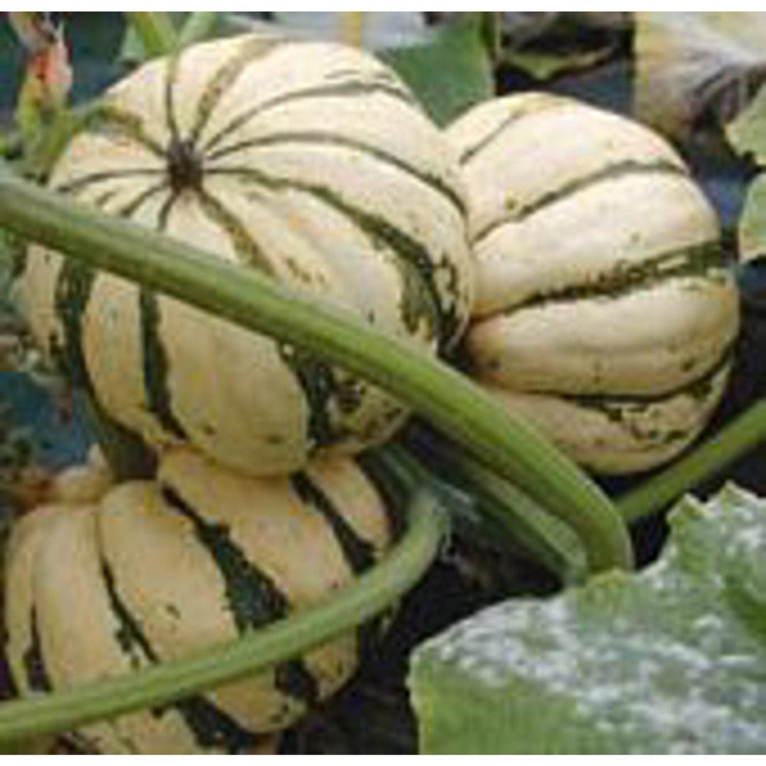 Sweet Dumpling Squash Seeds - Etsy