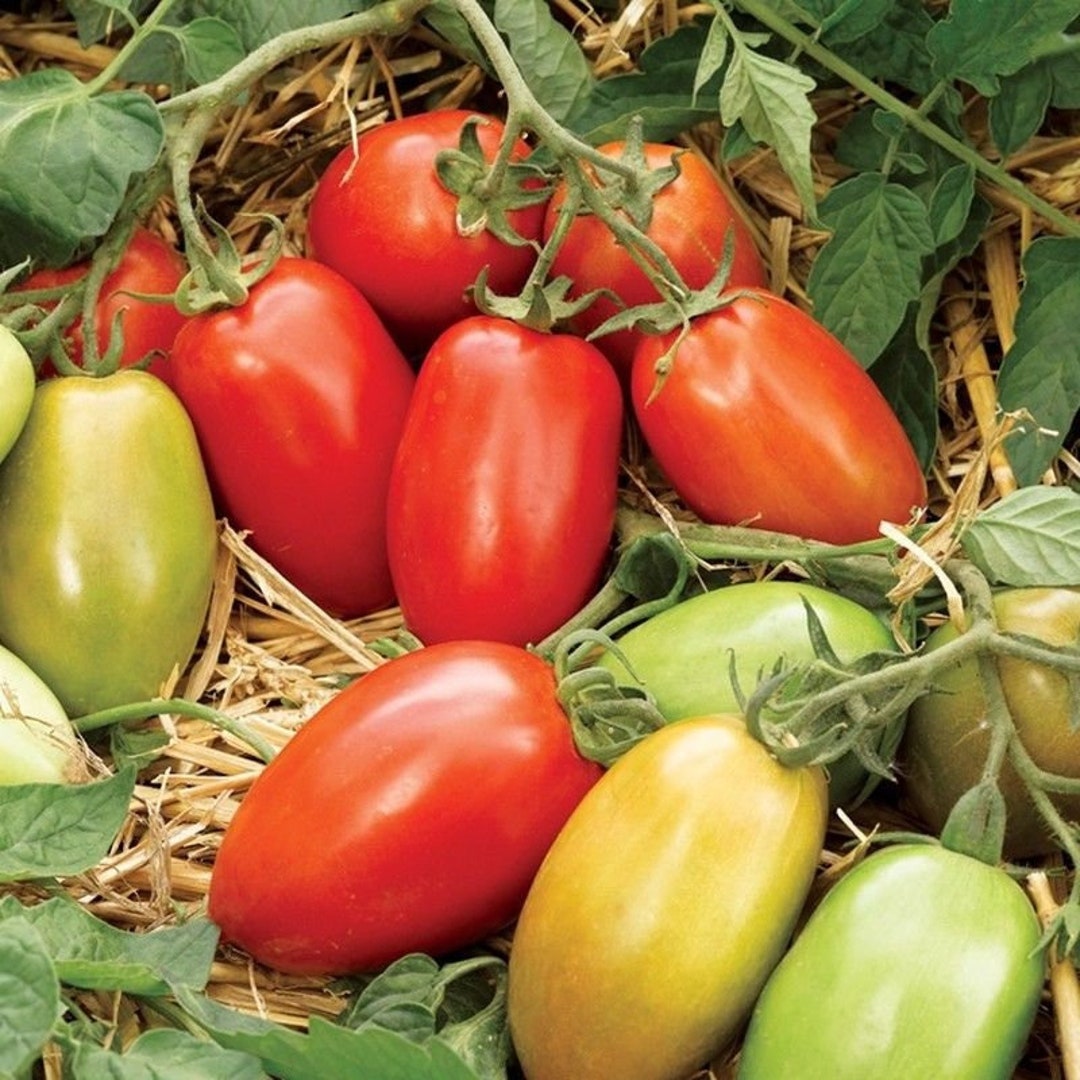 Incas F1 Hybrid Tomato Seeds - Etsy