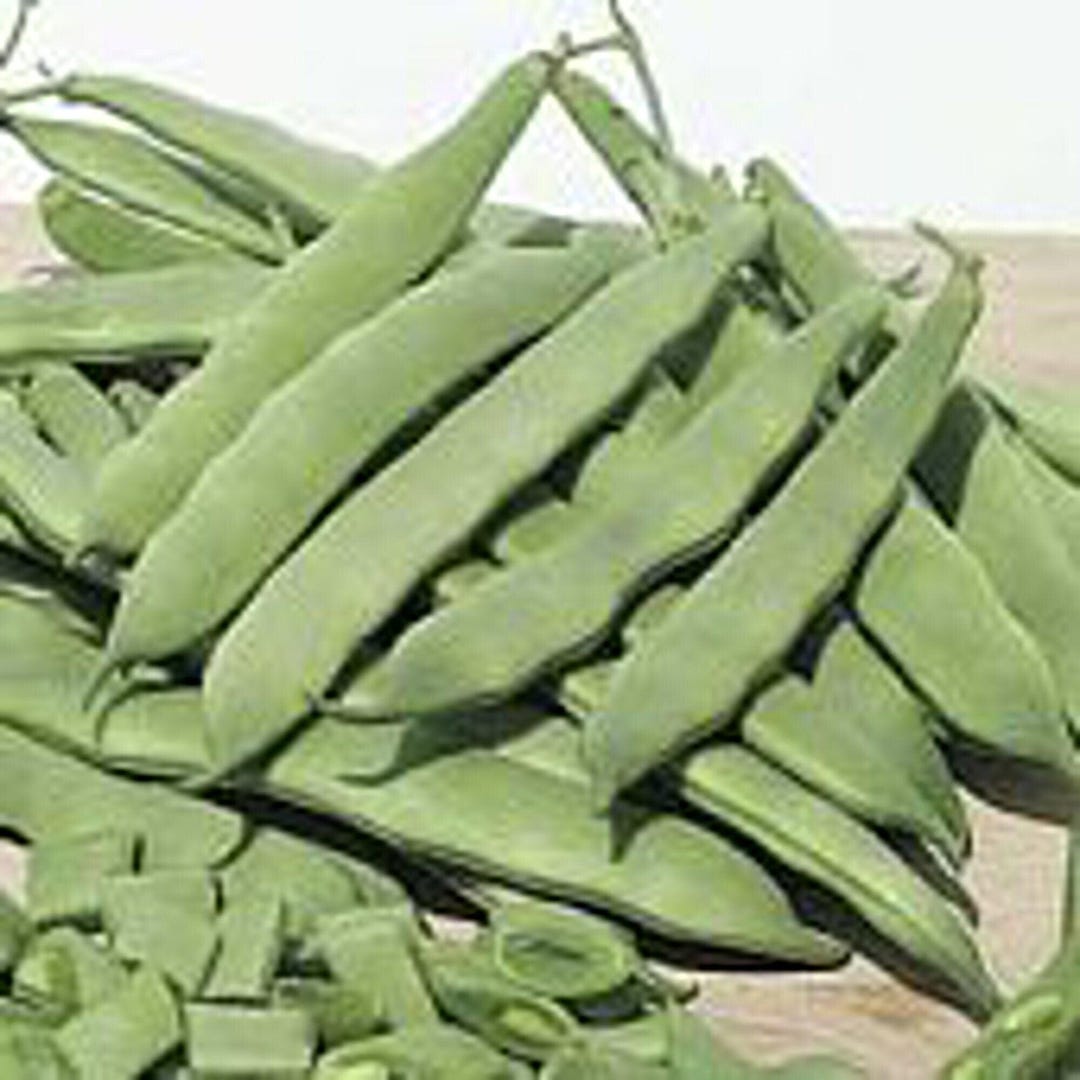 Roma II Bush Beans Seeds - Etsy