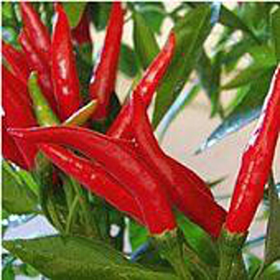 Thai Dragon Hot Peppers Seeds - Etsy