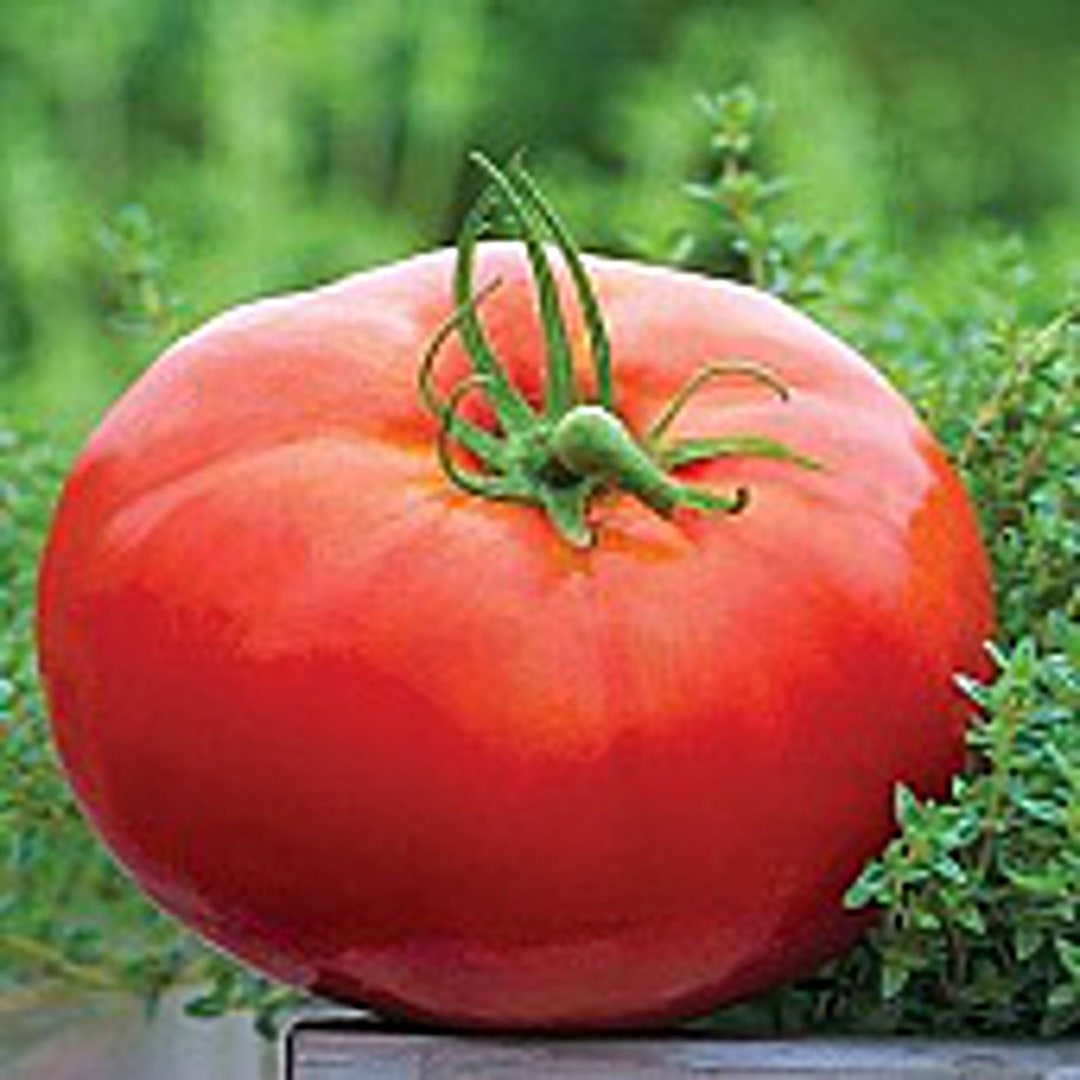 Big Daddy Tomato Seeds - Etsy