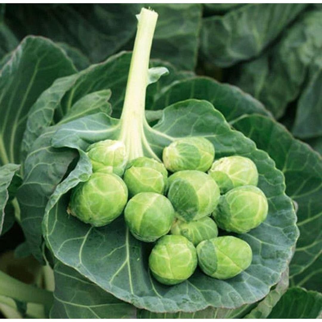 Gustus Brussels Sprouts Seeds - Etsy