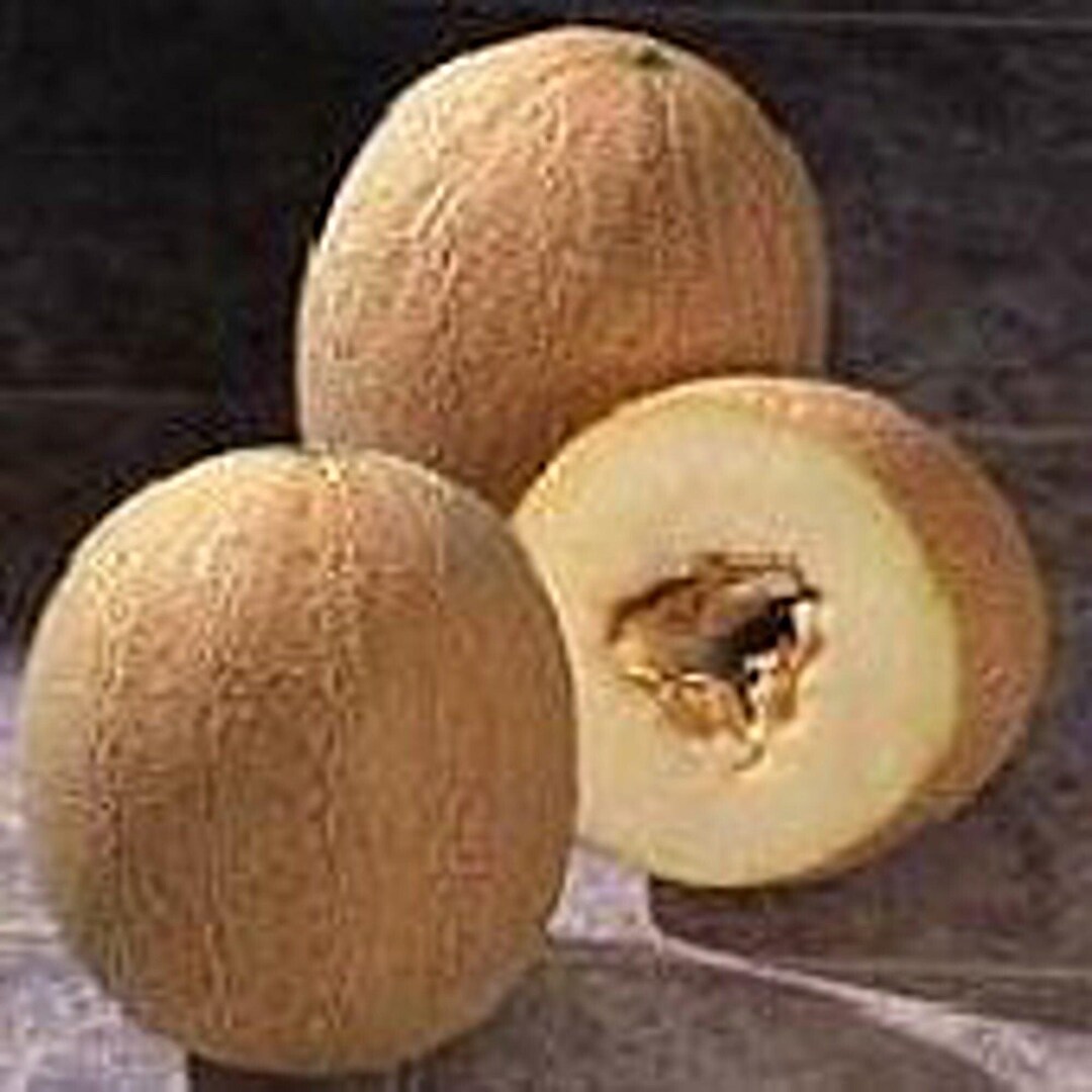 Charlynne Melons Seeds - Etsy