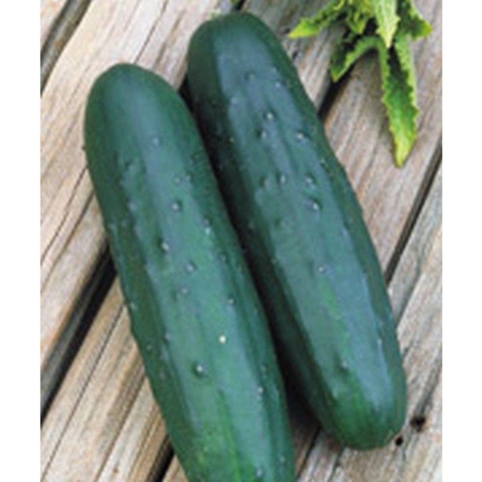 Cobra Hybrid F1 Cucumber Seeds - Etsy