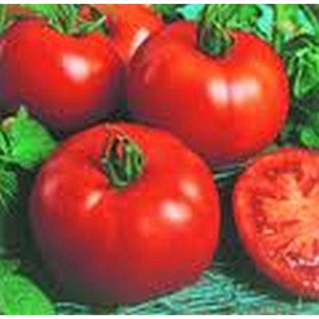 Moneymaker Tomato Seeds - Etsy