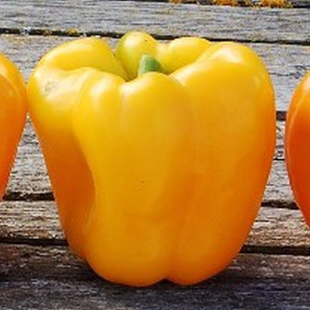 Abay Hybrid Bell Pepper Seeds - Etsy