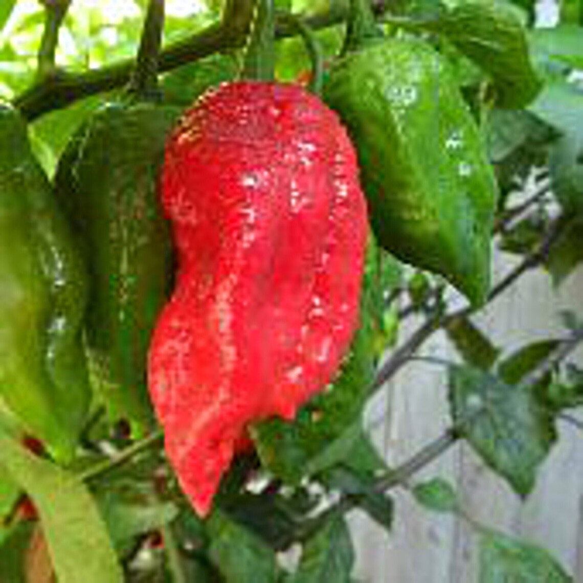 Naga Viper Hot Peppers Seeds - Etsy