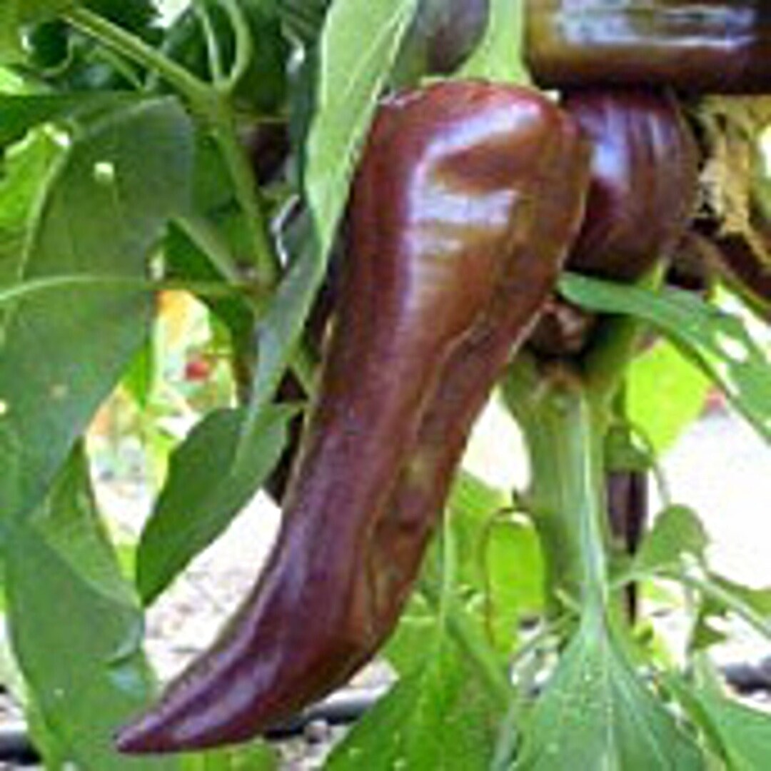 Numex Eclipse Hot Peppers Seeds - Etsy