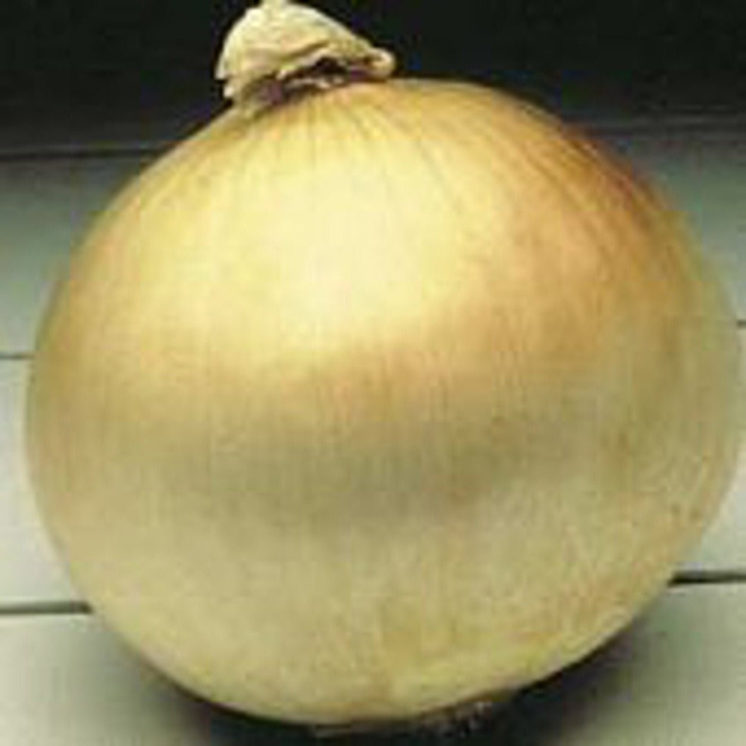 Texas Early Grano Onions Seeds - Etsy