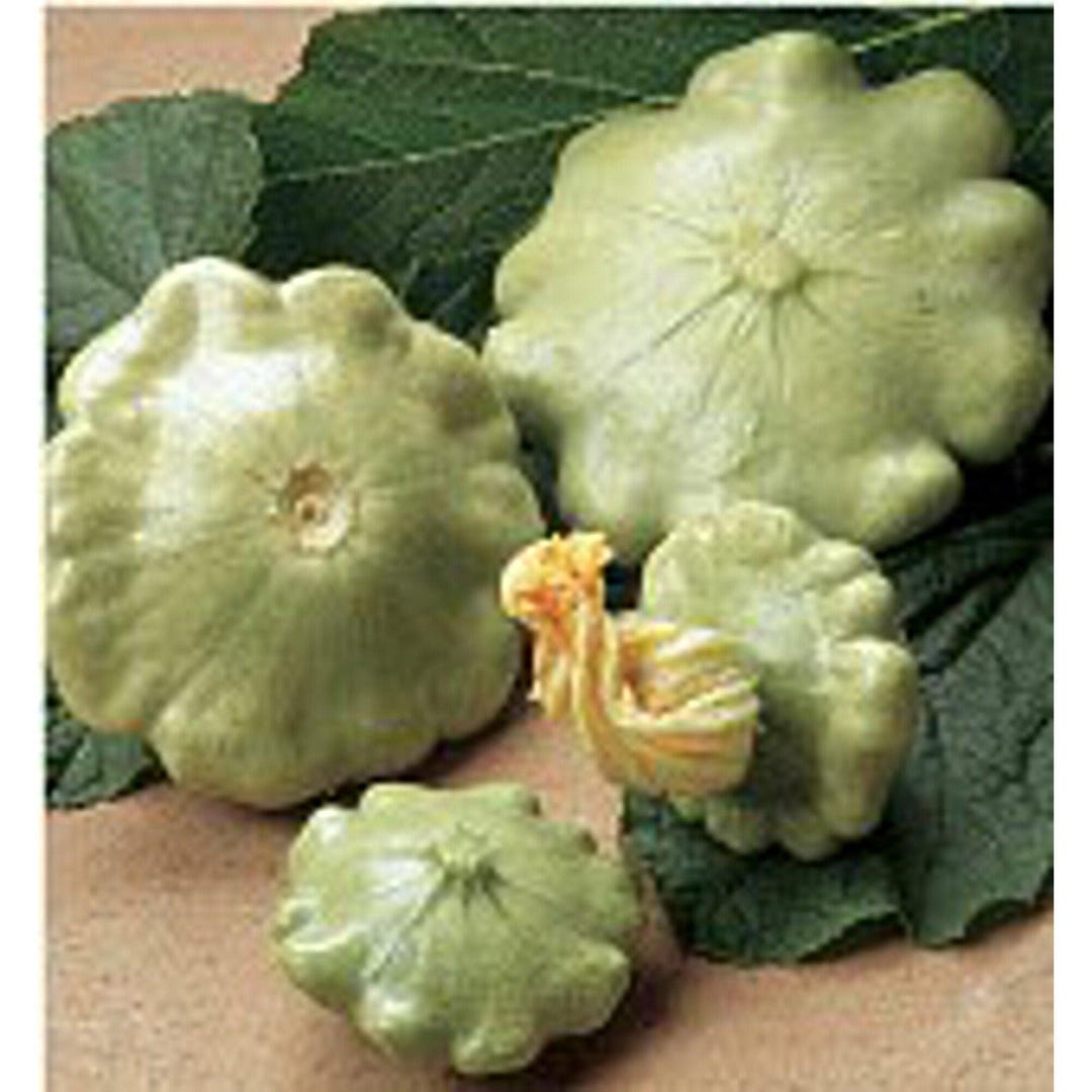 Peter Pan Squash Seeds - Etsy