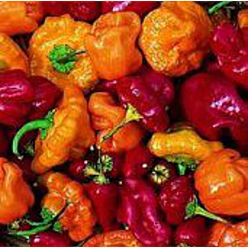 Hot Pepper Seed Mix - Etsy