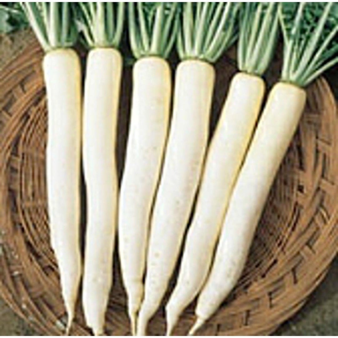 China White Winter Radishes Seeds - Etsy
