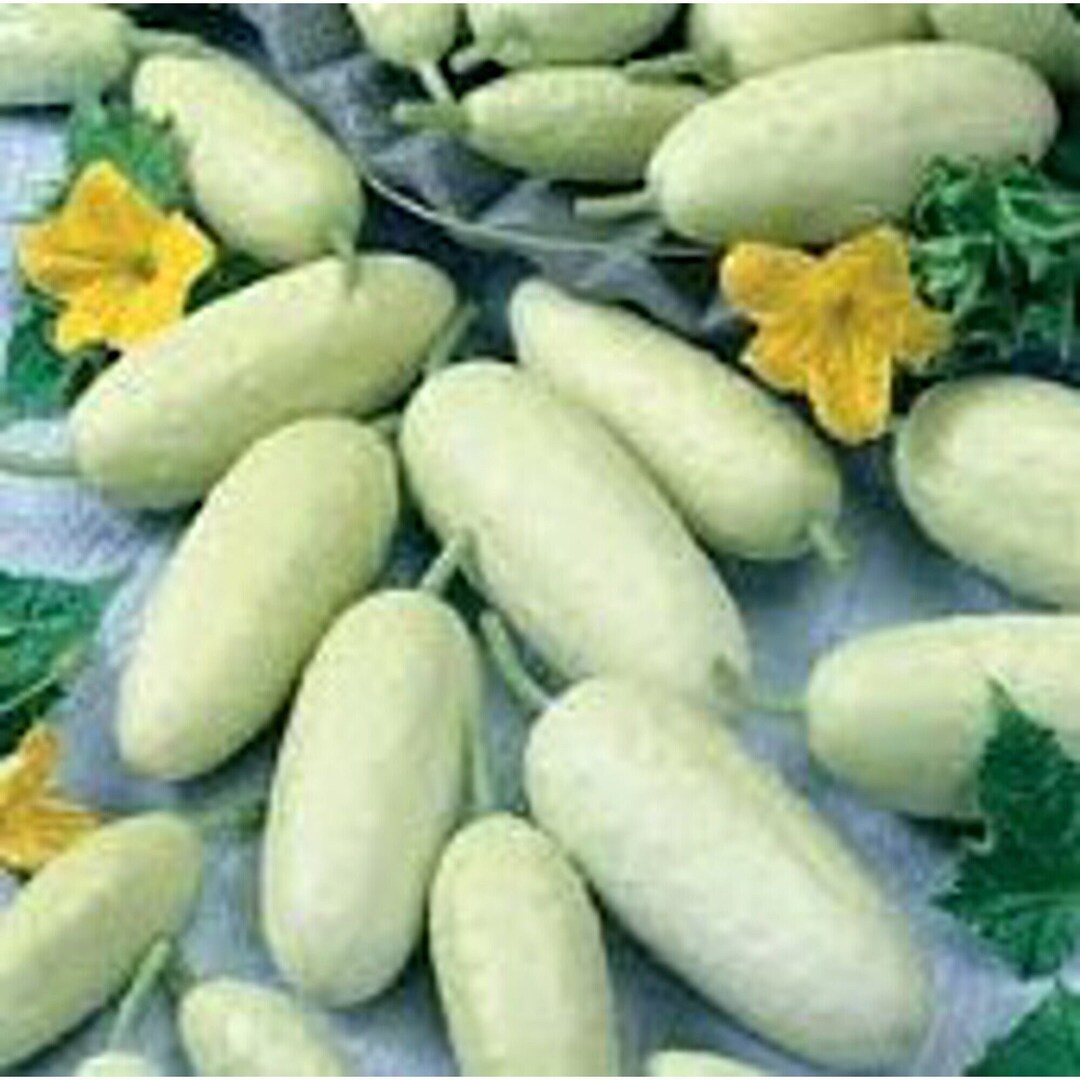 Miniature White Cucumbers Seeds - Etsy