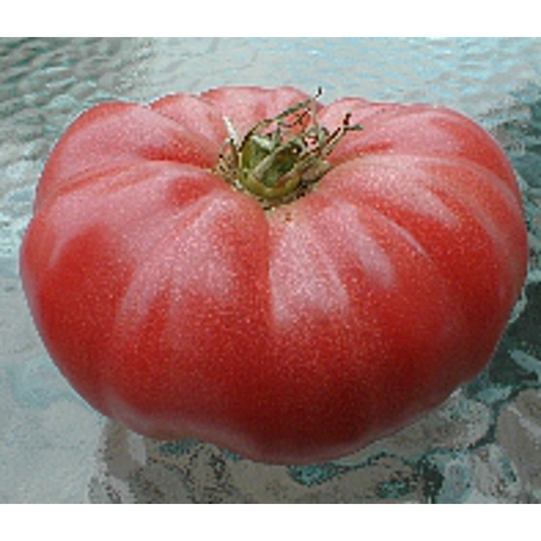 Chapman Tomato Seeds - Etsy