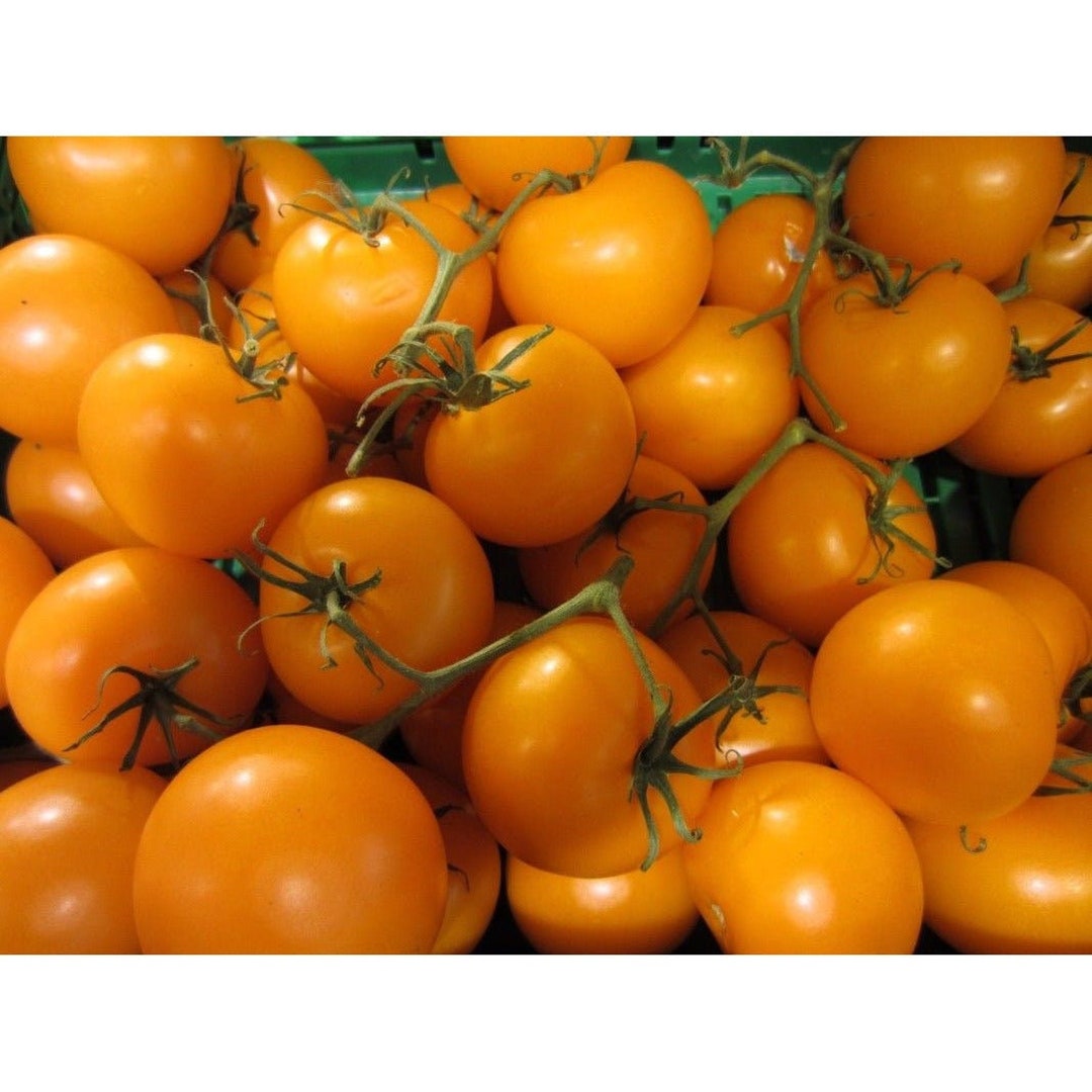 Cerise Orange Cherry Tomato Seeds - Etsy