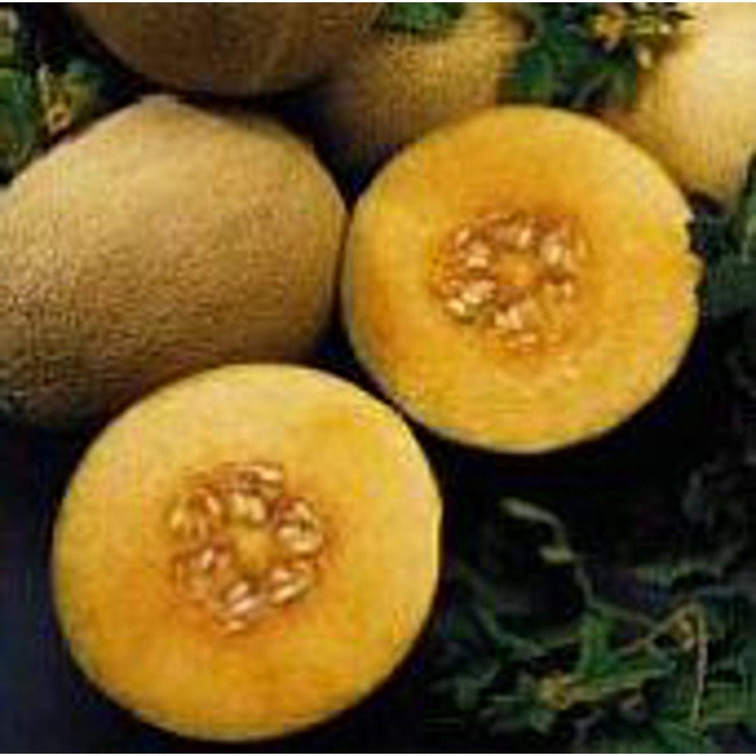 Ambrosia Melons Seeds - Etsy