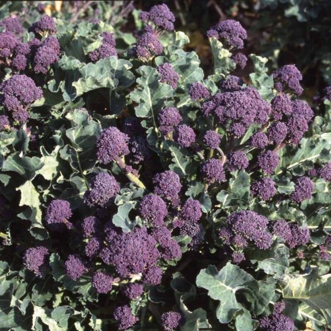 Red Spear Broccoli Seeds - Etsy