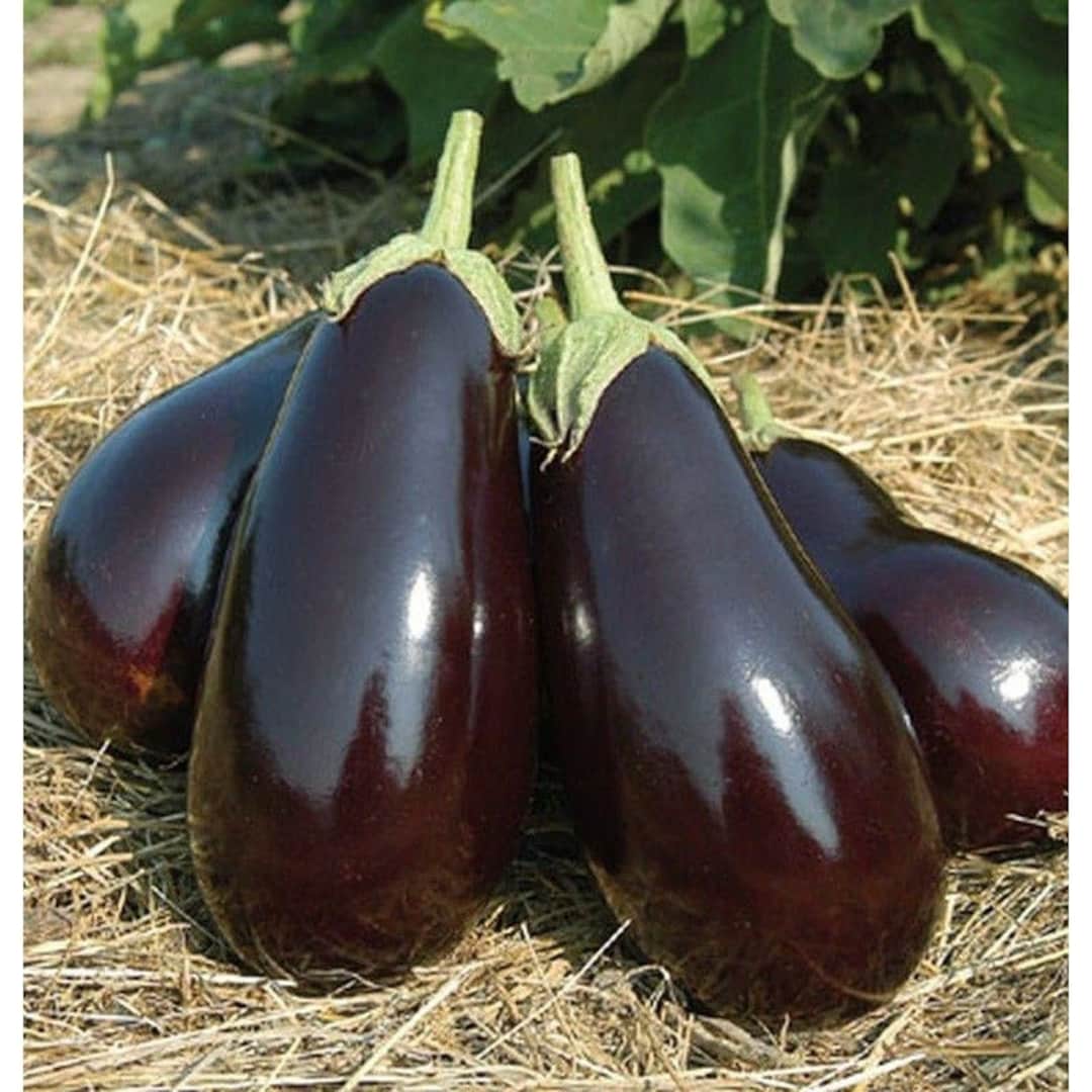 Galine F1 Hybrid Eggplant Seeds - Etsy