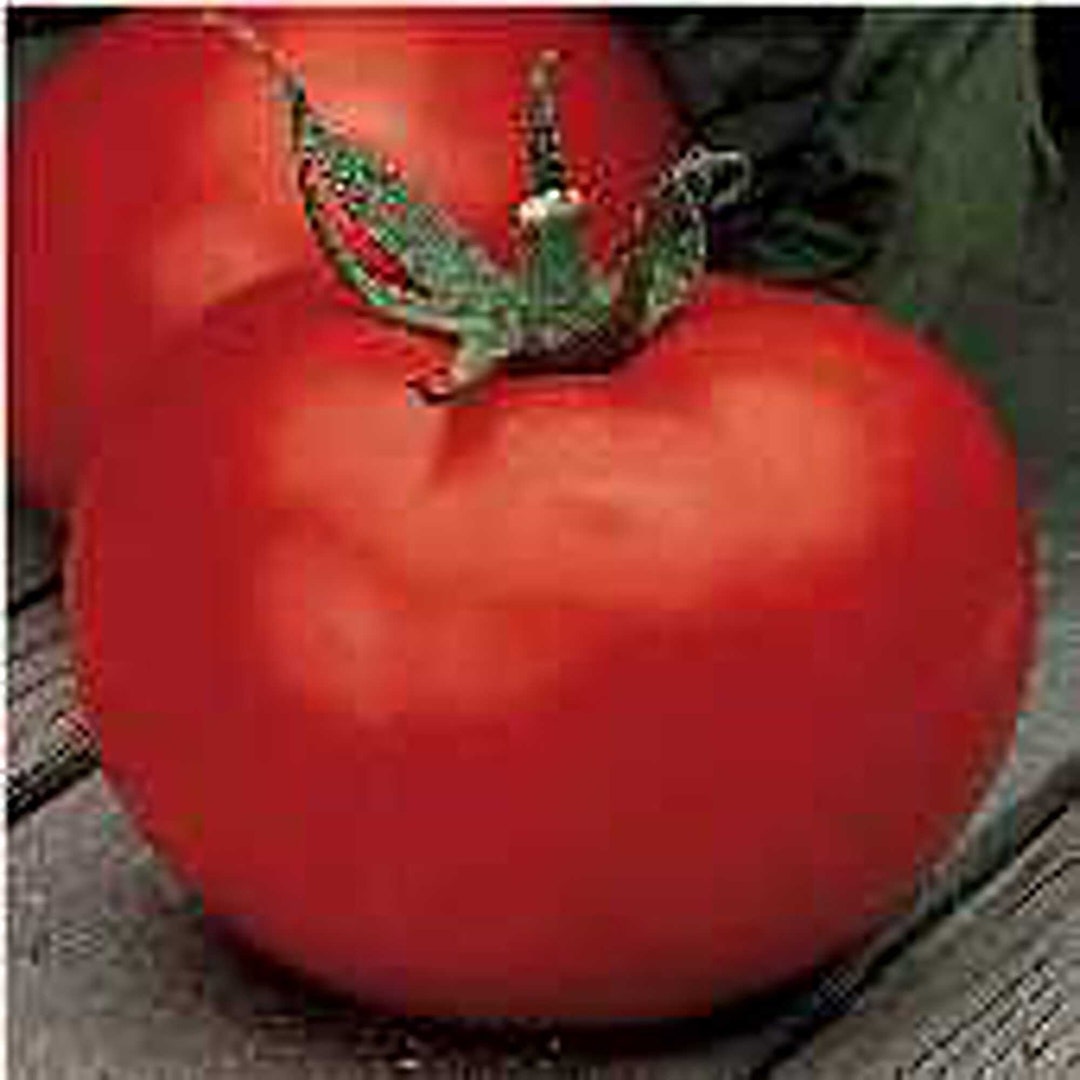 Wisconsin 55 Tomato Seeds - Etsy