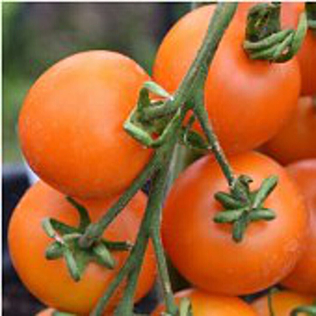 Auriga Tomato Seeds - Etsy