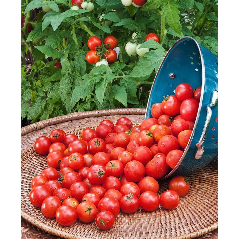 Husky Tomato F1 Hybrid Seeds (cherry Red) - Etsy